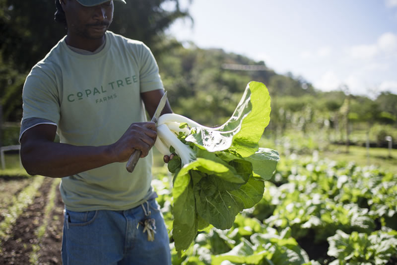 Copalli Is A Full Circle Ecosystem
