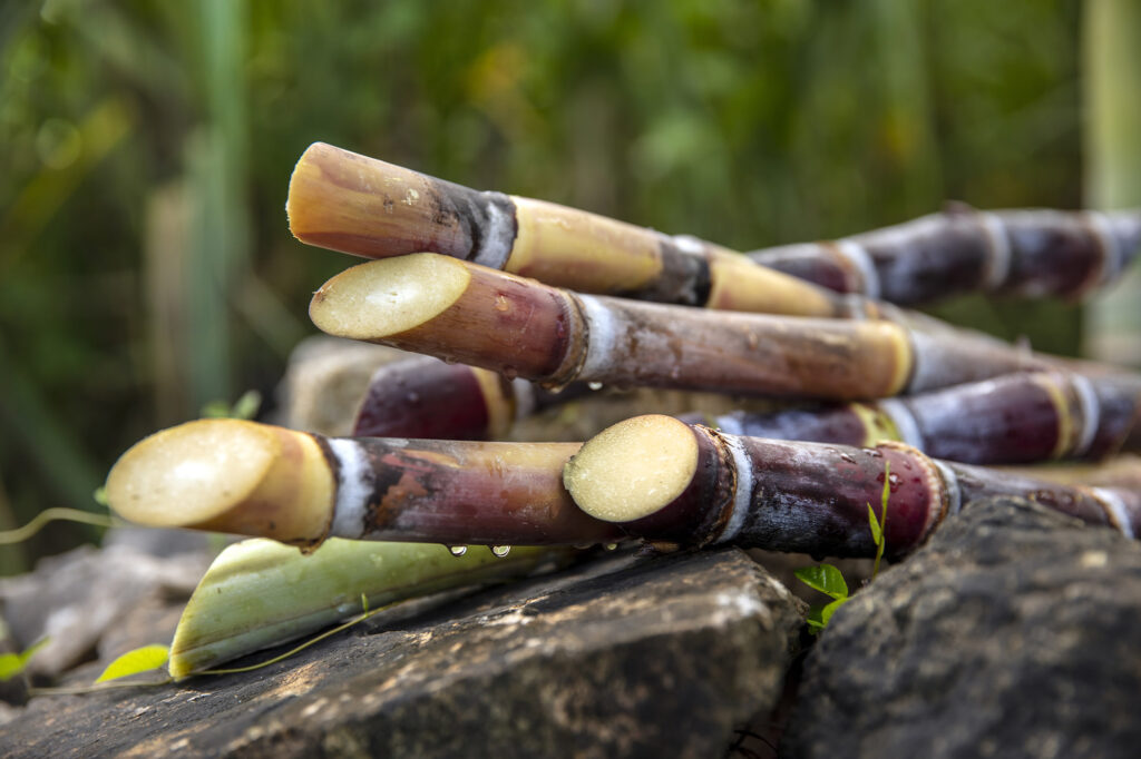 Copalli Is A Full Circle Ecosystem